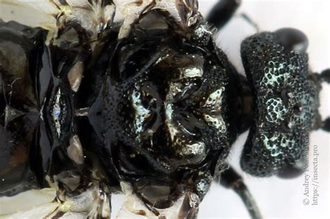 Photo 85714 Dolerus Nitens