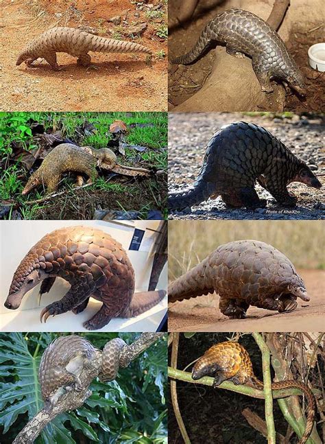 Descubren Nueva Especie De Pangolín En China