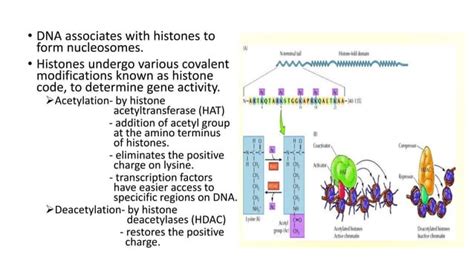 Gene Expression In Eukaryotes 1 Ppt