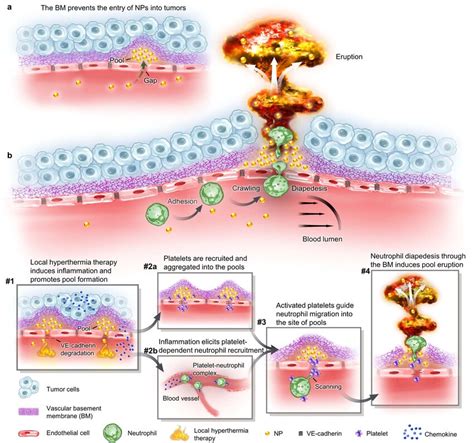The Basement Membrane Bm Acts As A Physiological Barrier To Prevent