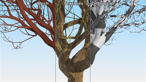 3d Old Pistachio Tree Turbosquid 1689554