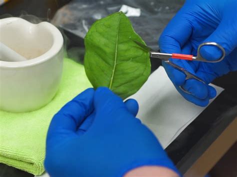 Video Specific And Accurate Detection Of The Citrus Greening Pathogen