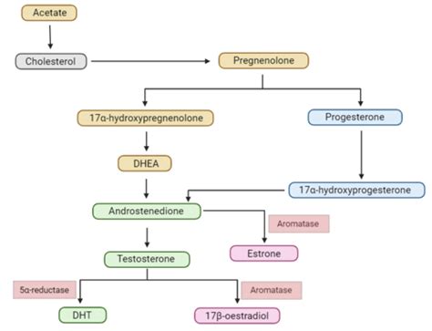Steroid Hormone And Testis Function Biol31561 L1 Flashcards Quizlet