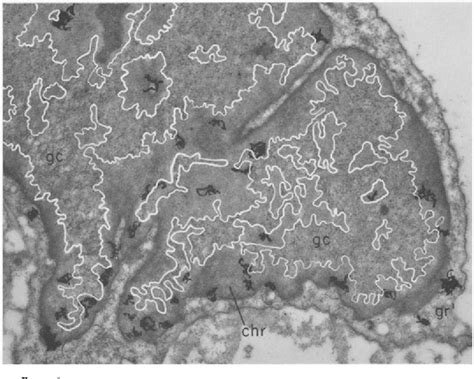 Figure 3 From The Fine Structure Of The Dnp Component Of The Nucleus