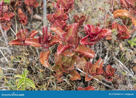 Kalanchoe Sexangularis Plant At Kristensbosch Gardens Cape Town Stock
