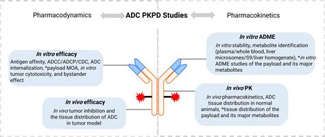 Antibody Drug Conjugate Adc Preclinical Pkpd Study Strategies And