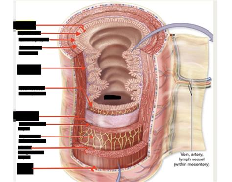 Gastrointestinal Tract Wall Quiz
