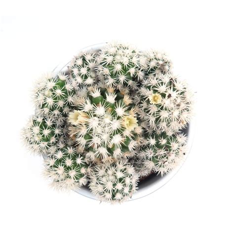 Londons 1st Cactus And Succulent Store On Instagram A Small Clumping Cactus Hailing From