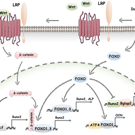 Regulatory Factors Take Part In Different Stages Of Osteogenic
