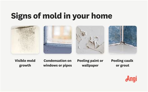 13 Signs Of Mold In Your House And What To Do About It Angi