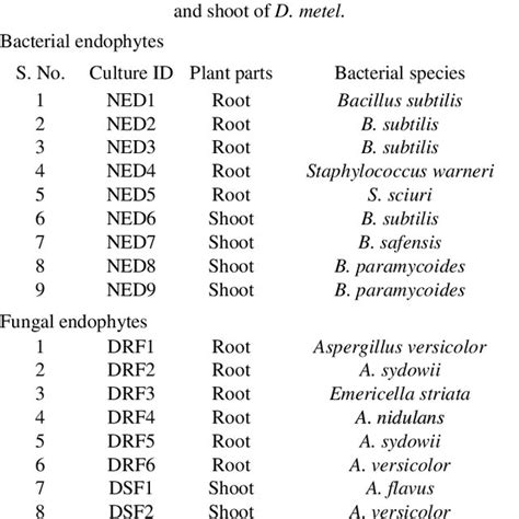 Endophytes From D Metel A Different Bacterial Endophytes B Download Scientific Diagram