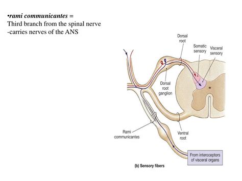 Ppt Pns Terminology Powerpoint Presentation Free Download Id 394313