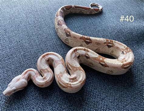 Vpi Pink Panther Boa Constrictor By Lovingboas Morphmarket
