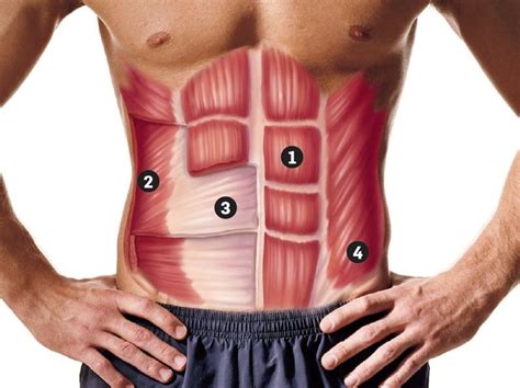 Conoce Los Músculos Del Abdomen Que Sostienen Tu Torso Y Mejoran Tu Salud