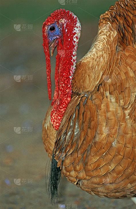 阿登红火鸡，法国品种，雄性素材 花瓣网