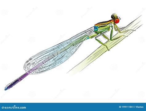 Damselfly Cartoons Illustrations And Vector Stock Images 4739 Pictures