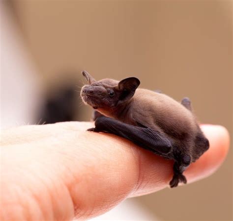 Kittis Hog Nosed Bat Aka Bumblebee Bat Occurs In Western Thailand And Southeast Burma Where