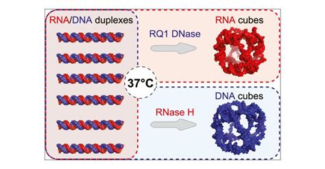 Leanne Minall On Linkedin Break To Build Isothermal Assembly Of Nucleic Acid Nanoparticles