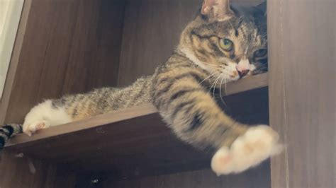 내가 너 잡는다 Youtube