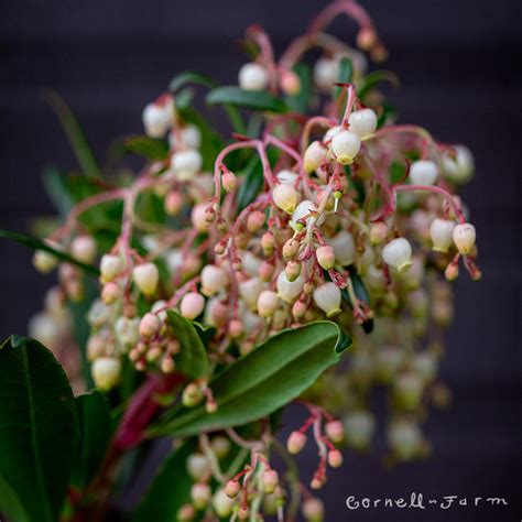 Arbutus Marina 15gal 6 7ft Standard Strawberry Tree Cornell Farm