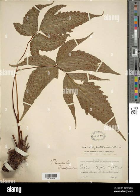 Tectaria Heracleifolia Willd Underw Tectaria Heracleifolia Willd Underw