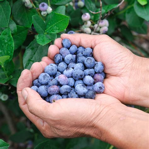 Best Rabbiteye Blueberries How To Grow The Sweetest Blueberries Farm