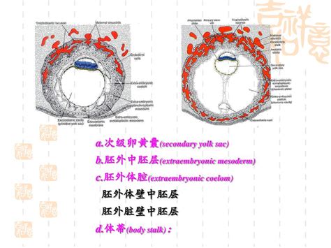 Ppt 人 体 胚 胎 学 Powerpoint Presentation Free Download Id7013395