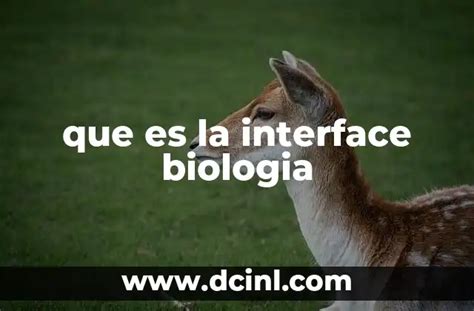 Que Es Interface En Actividad Catalitica ¿para Que Sirve