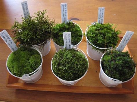 Moss Identification Pictures New England