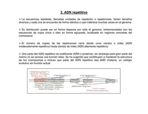 Genoma Eucariota Biologia Molecular Del Gen Ppt