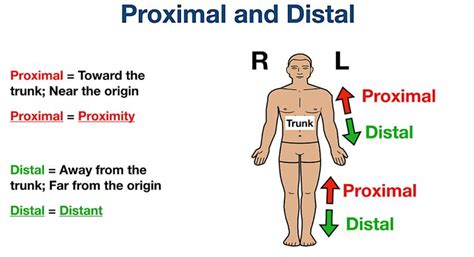 Anatomy And Physiology Proximal And Distal