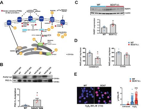 Figure 3 From Nicotinamide Pathway Dependent Sirt1 Activation Restores