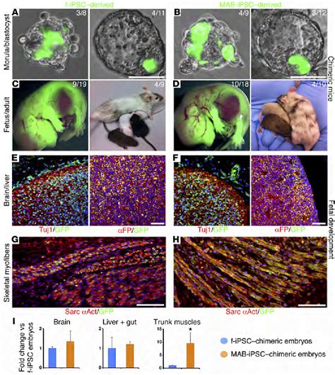 Figure 1 From Mesodermal Ipsc Derived Progenitor Cells Functionally