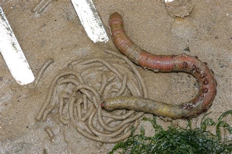 Lugworm Explained Planet Sea Fishing