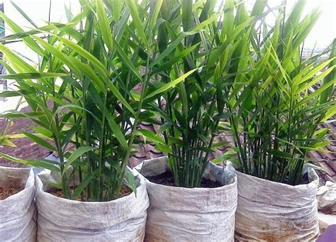 YUK BUDIDAYA JAHE DALAM POLYBAG - Poros Nusantara