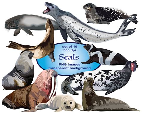 Seals Clipart Sea Lion Walrus Harp Seal Png Svg Etsy Ocean