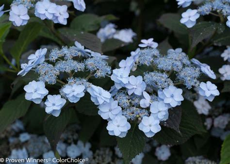 Tinytuffstuffhydrangea 2 Proven Winners