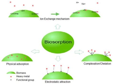 Biosorption An Interplay Between Marine Algae And Potentially Toxic