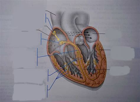 Labeling The Intrinsic Conduction System Of The Heart Diagram Quizlet