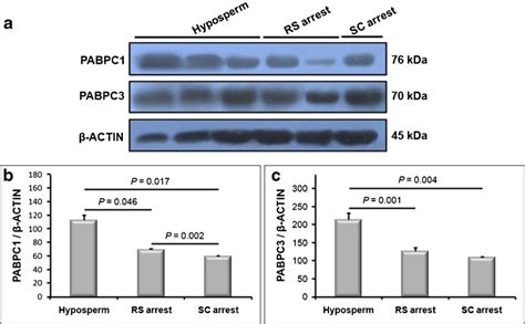 The Polya Binding Protein Genes Epab Pabpc1 And Pabpc3 Are