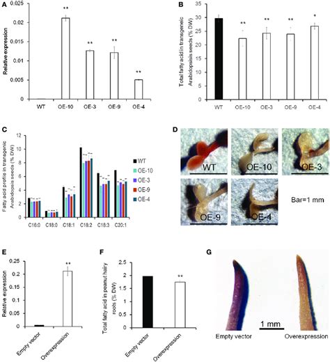 The Effect Of Cts Overexpression On Oil Content In Transgenic