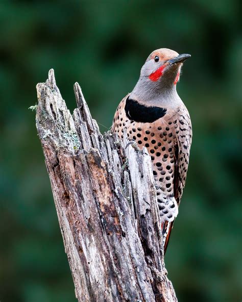 Northern Flicker Red Shafted