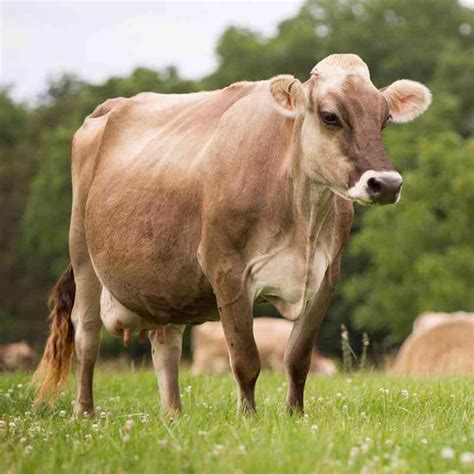 The Brown Swiss Perfect Breed For A Yummy Cheese Farmkenya Initiative