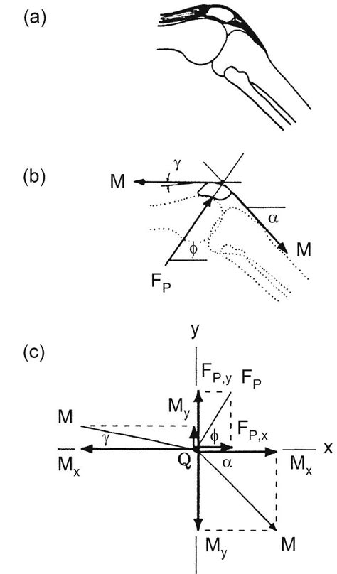 26 Force Diagram Of The Kneecap Patella In Equilibrium
