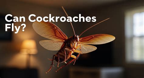 Can Cockroaches Fly Complete Guide To Flying Cockroach Species