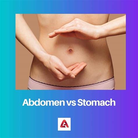 Abdomen Vs Stomach Difference And Comparison
