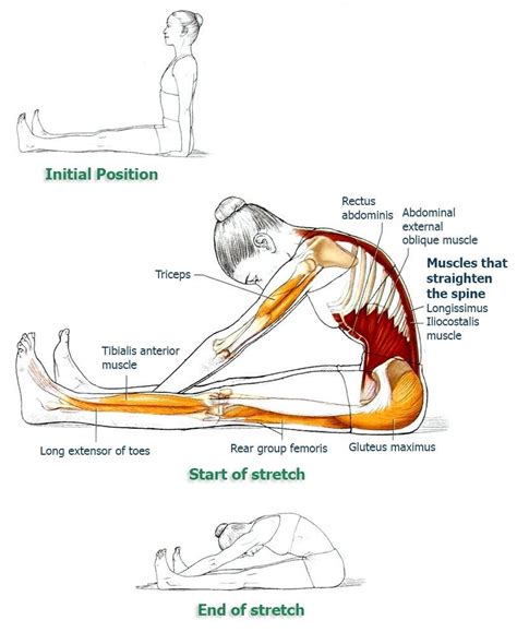 Rectus Abdominis Stretch