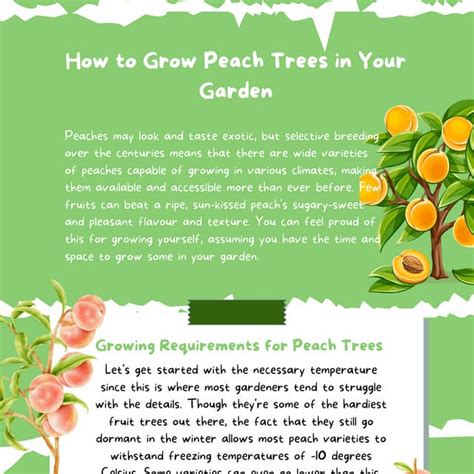 How To Grow Peach Trees In Your Garden Pdf
