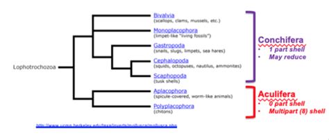 Biol Quiz 4 Week 5 Flashcards Quizlet