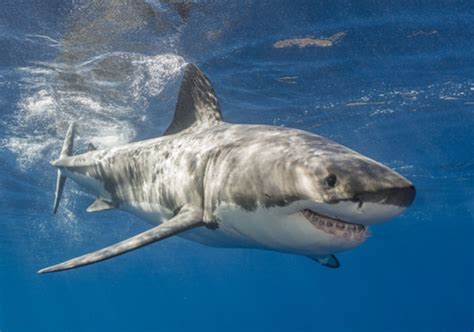 Hebrew News מלתעות בניו יורק עמלץ לבן הגיע לחופי העיר